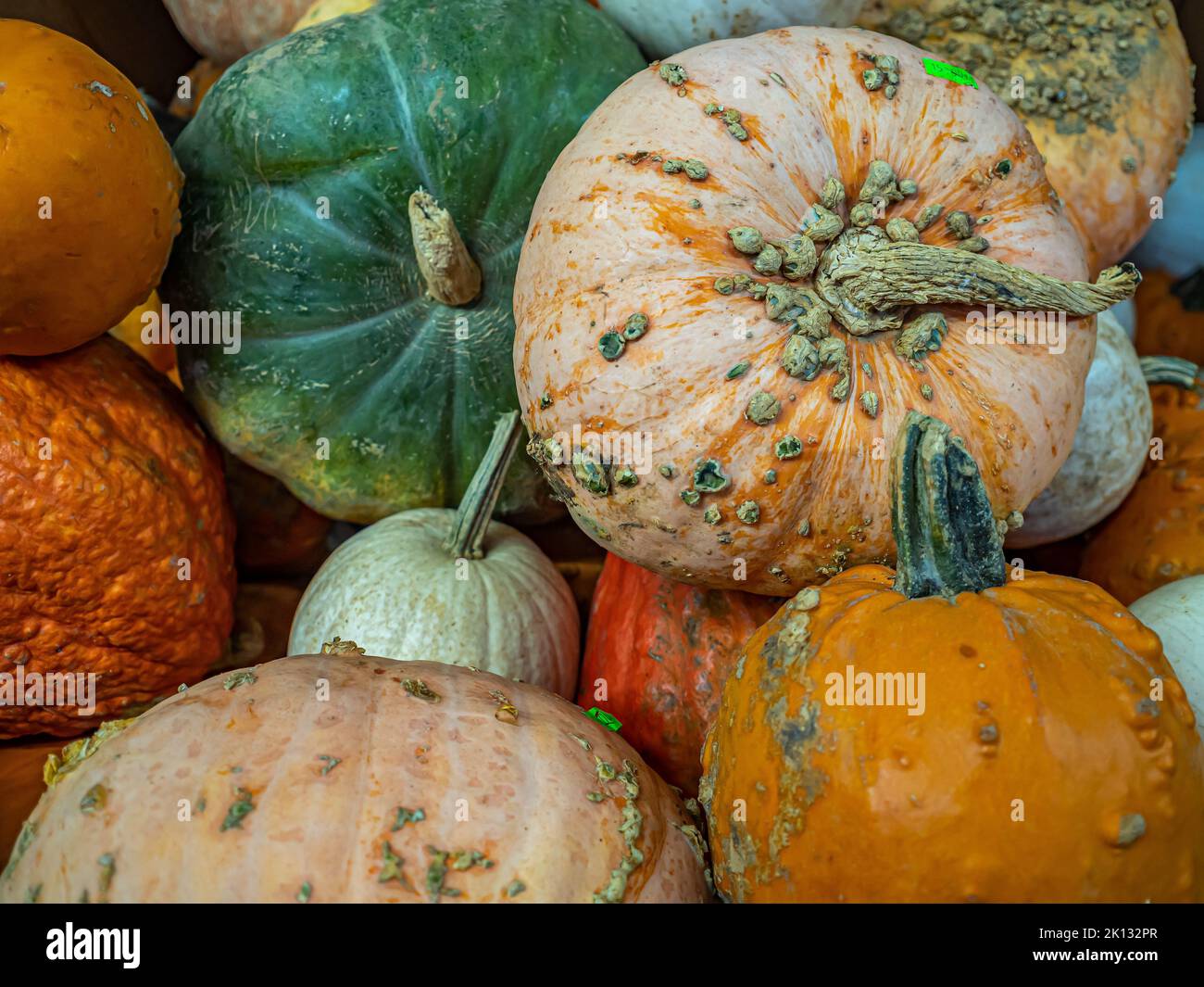 A pumpkin is a cultivar of a squash plant, most commonly of Cucurbita ...