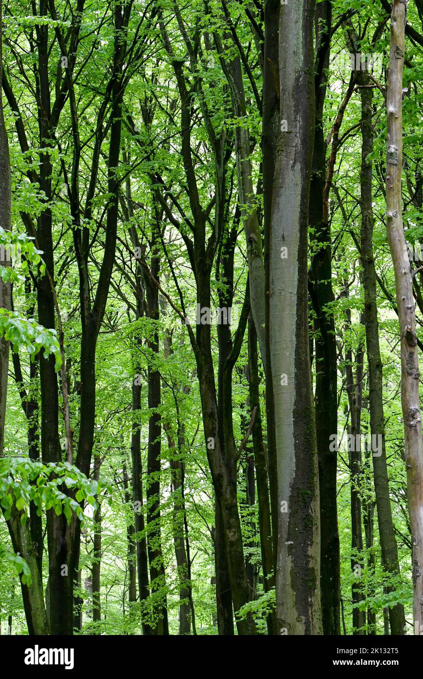 Full frame photo of green trees in summer season Stock Photo - Alamy