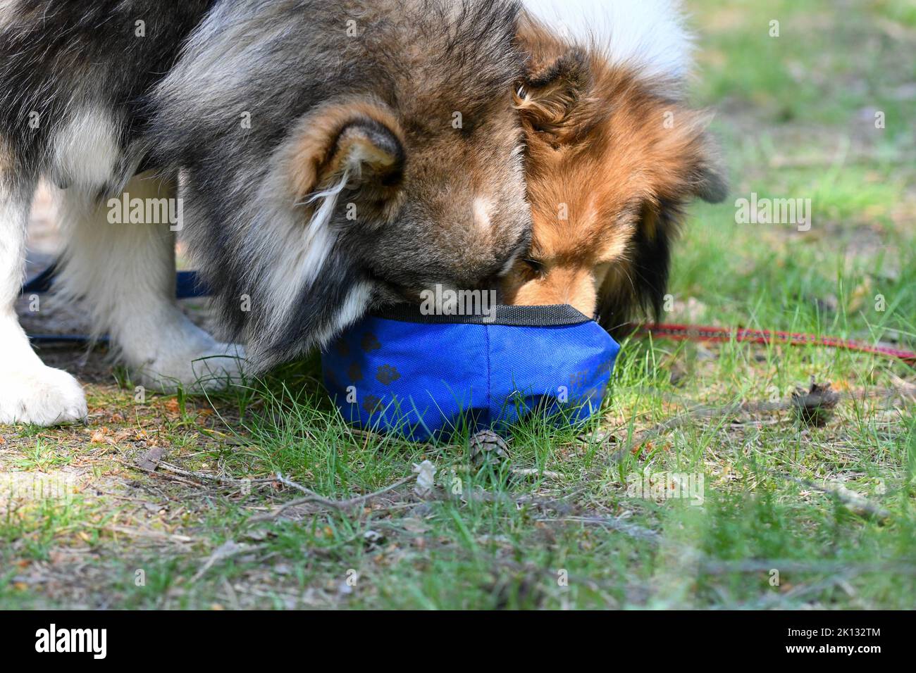 Two dogs drinking from the same water bowl outdoors Stock Photo - Alamy