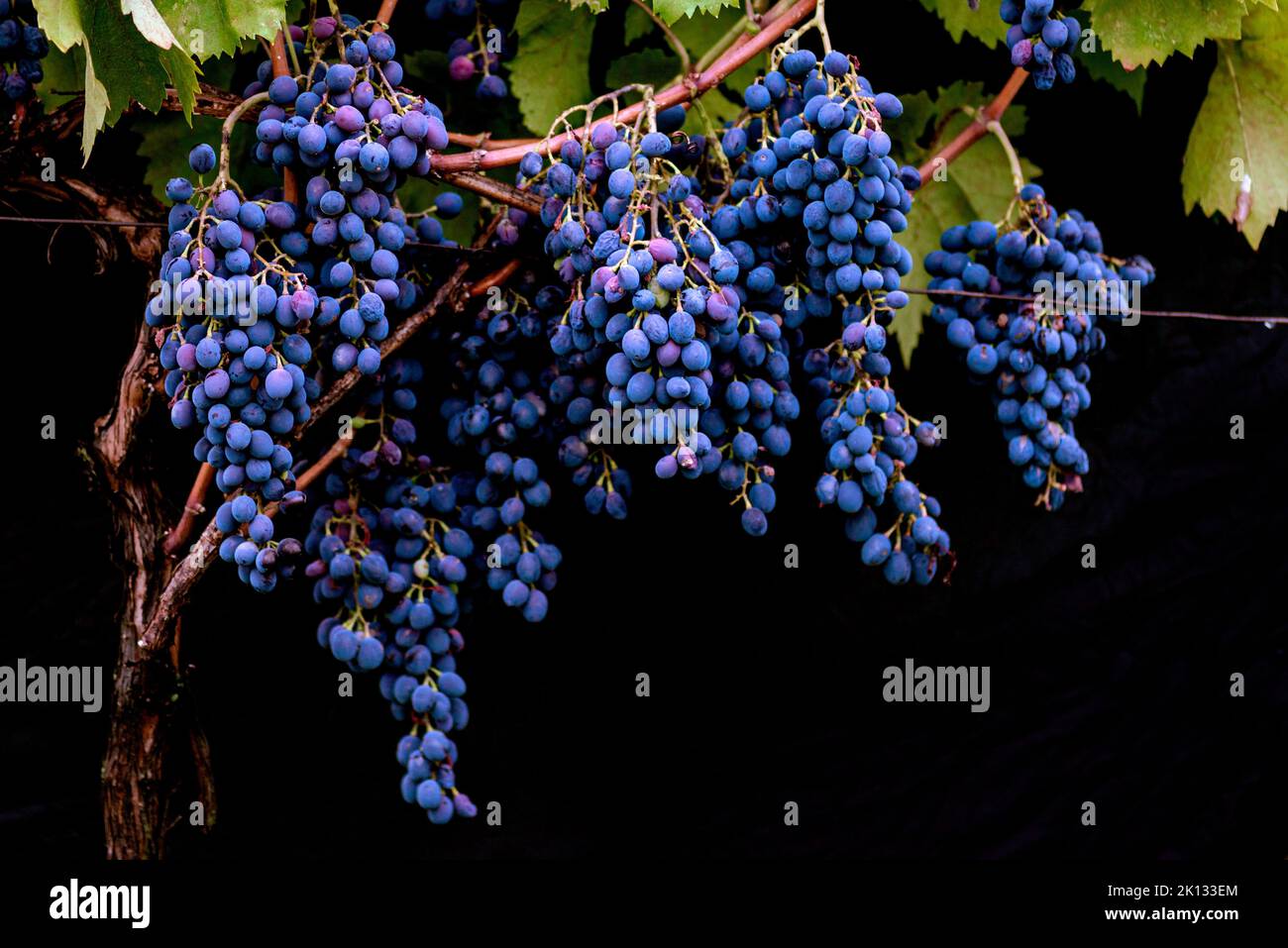 blue Red black grapes ripe hanging vine in autumn day harvest Clusters ...