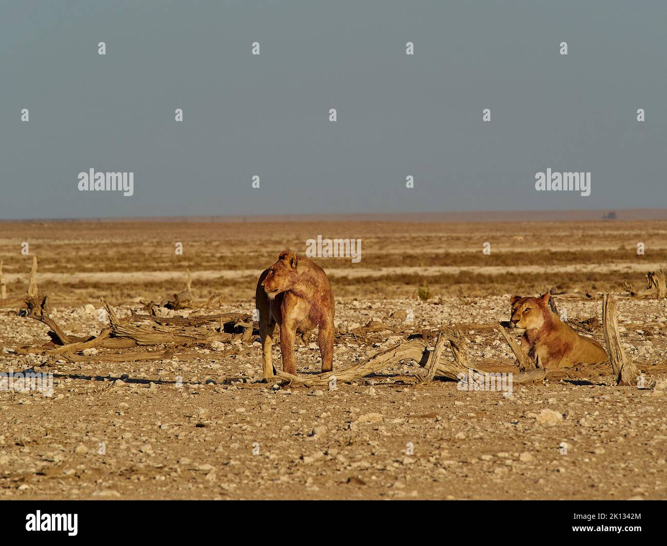 female lionesses in the plains of Etosha National Park Namibia Stock ...