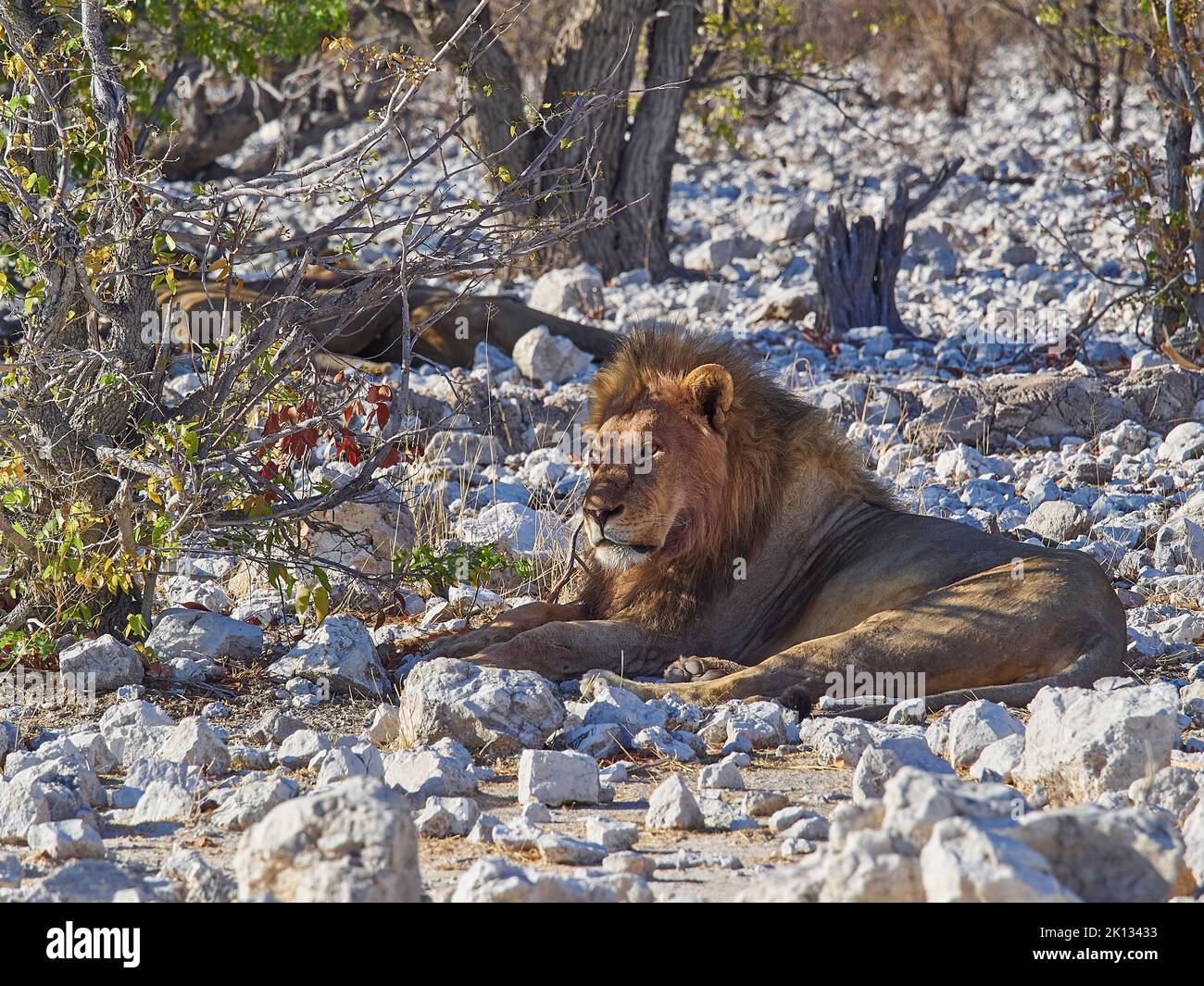Big male maned Lion relaxing in the shade of a Mopane tree on the rocky ...