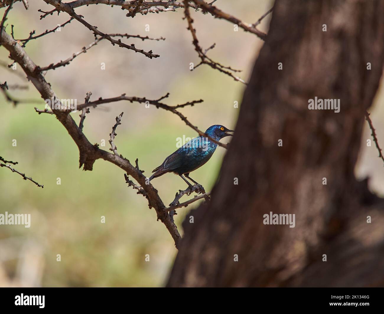 Mopane tree hi-res stock photography and images - Alamy