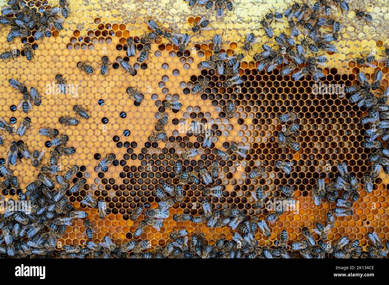 Close-up of a beehive producing honey. Traditional beekeeping Stock ...