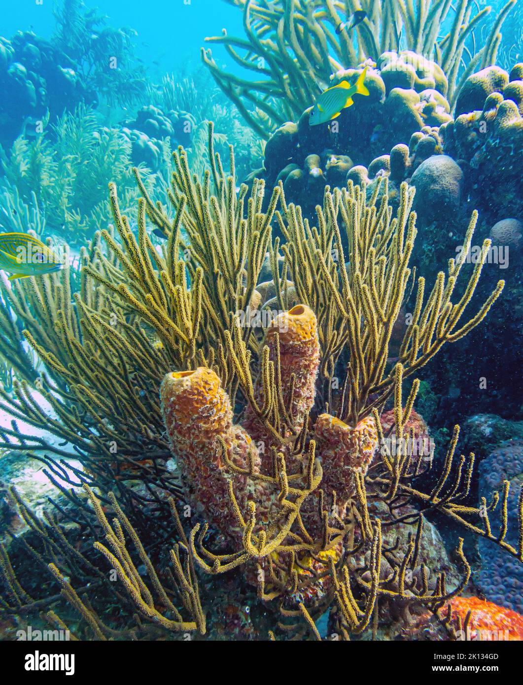 Aplysina archeri, stove-pipe sponge,tube sponge, long tube, structure ...