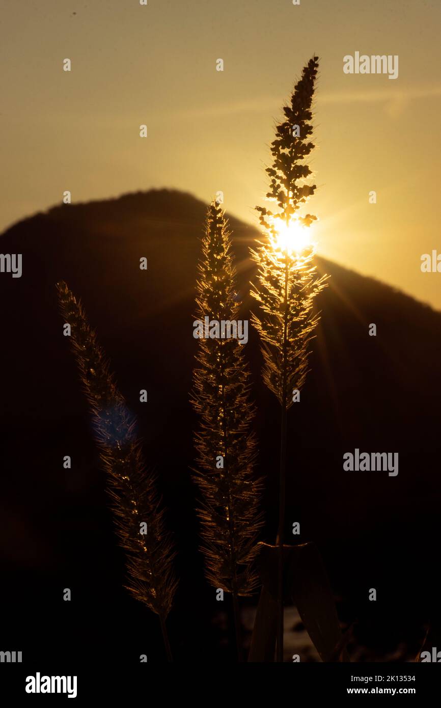 A tall and elegant perennial grass, the Golden Bristle Grass is a ...