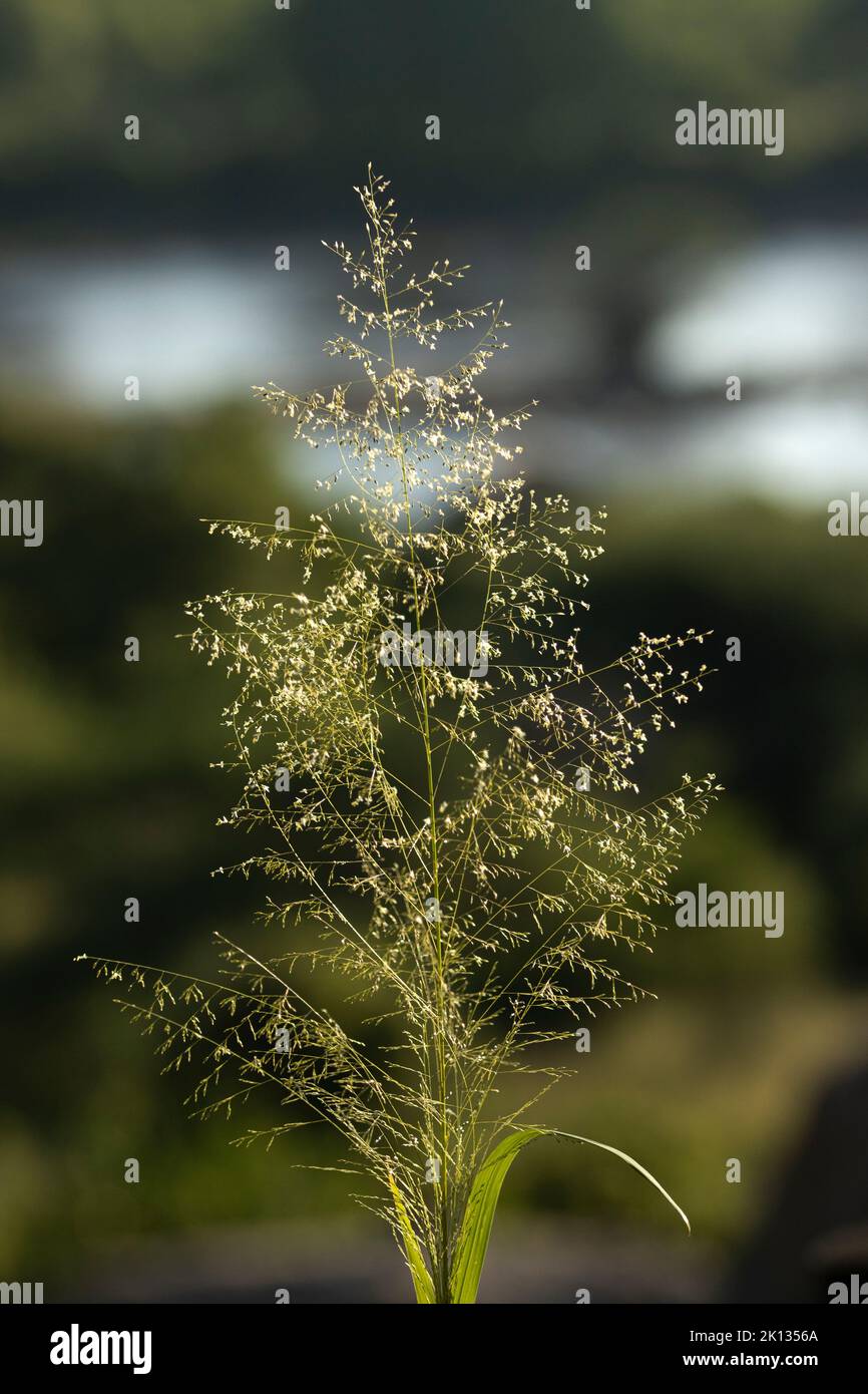 Panicum maximum panicle hi-res stock photography and images - Alamy
