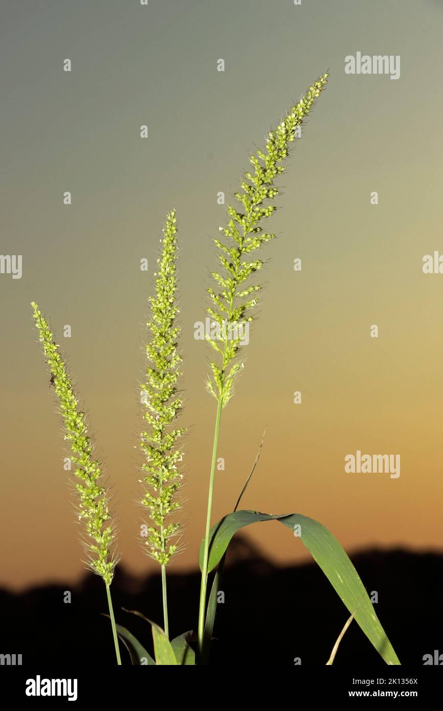 A tall and elegant perennial grass, the Golden Bristle Grass is a ...