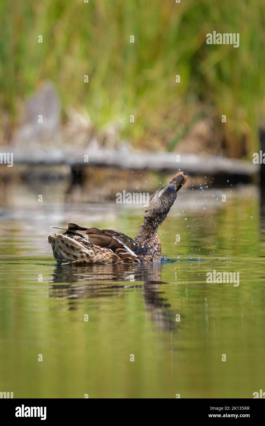 I photographed these Mallard ducks from my kayak in the Logan Creek ...