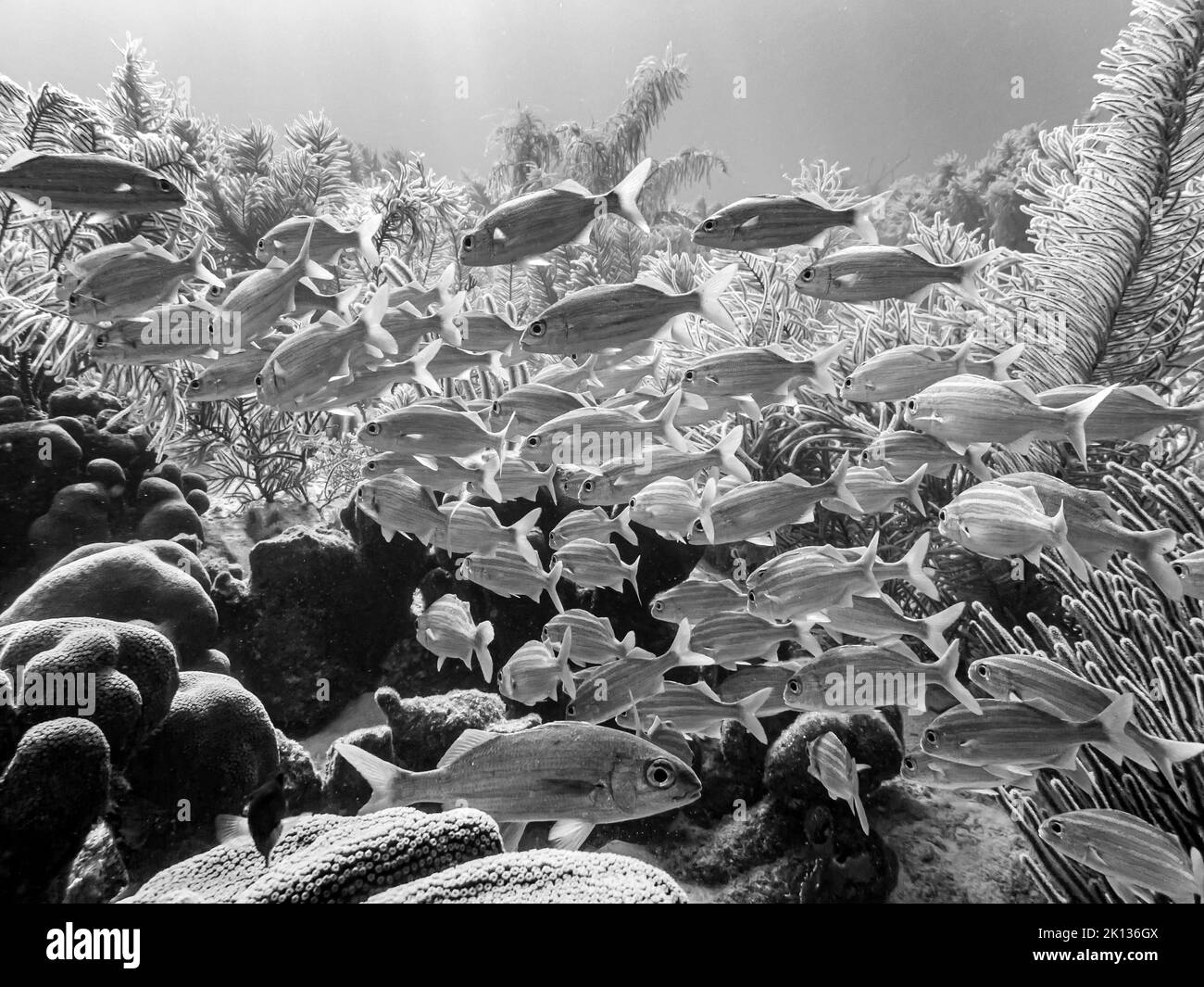 Grunt haemulidae Black and White Stock Photos & Images - Alamy