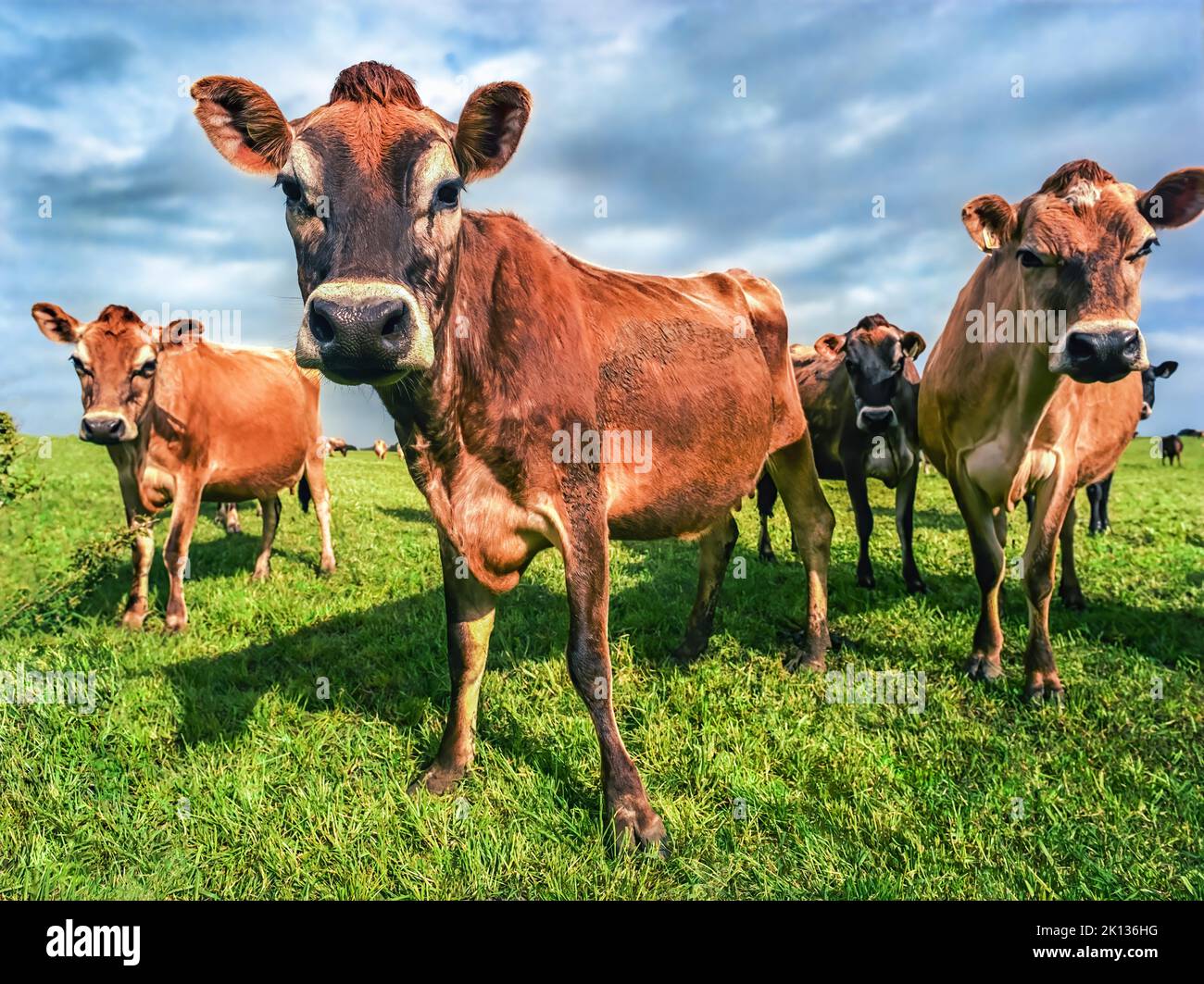 Curious cattle herd in hi-res stock photography and images - Alamy