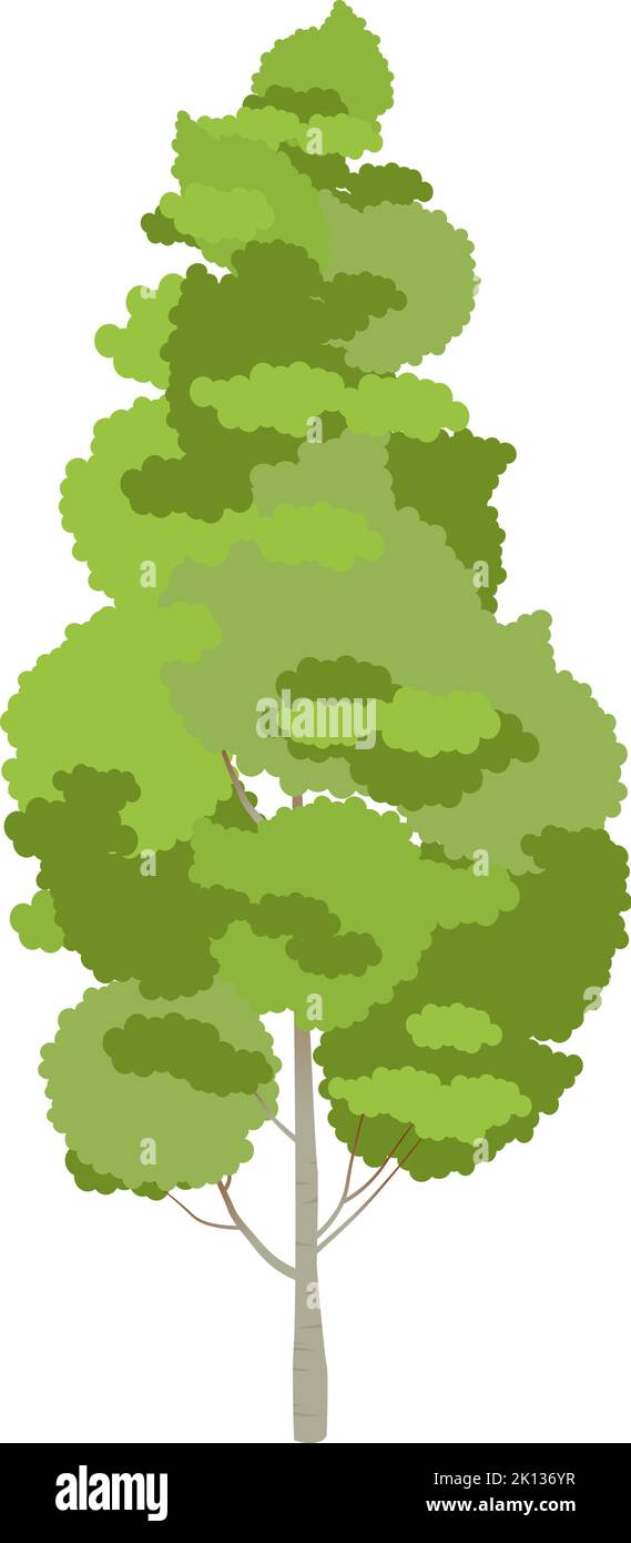 Green foliage tree. Aspen plant. Nature symbol Stock Vector Image & Art ...
