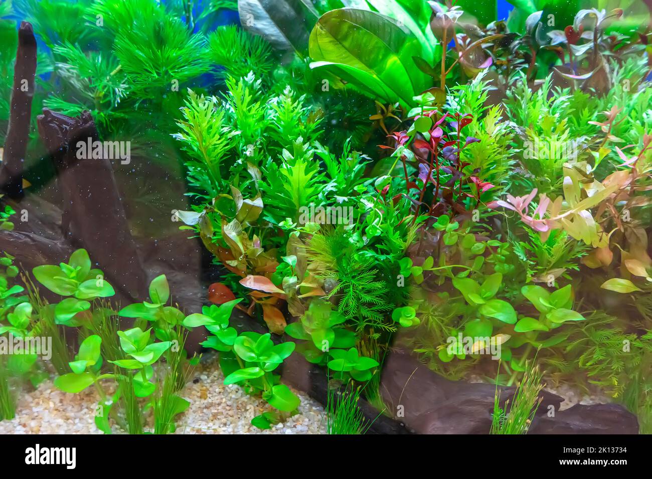 Underwater landscape nature forest style aquarium tank with a variety ...