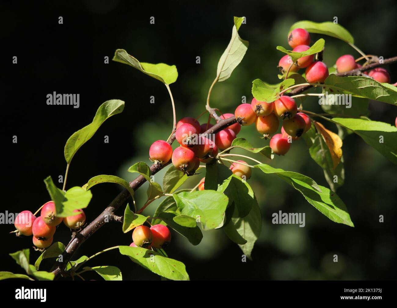 Malus, Crab Apple 'Gorgeous' in fruit in September Stock Photo - Alamy
