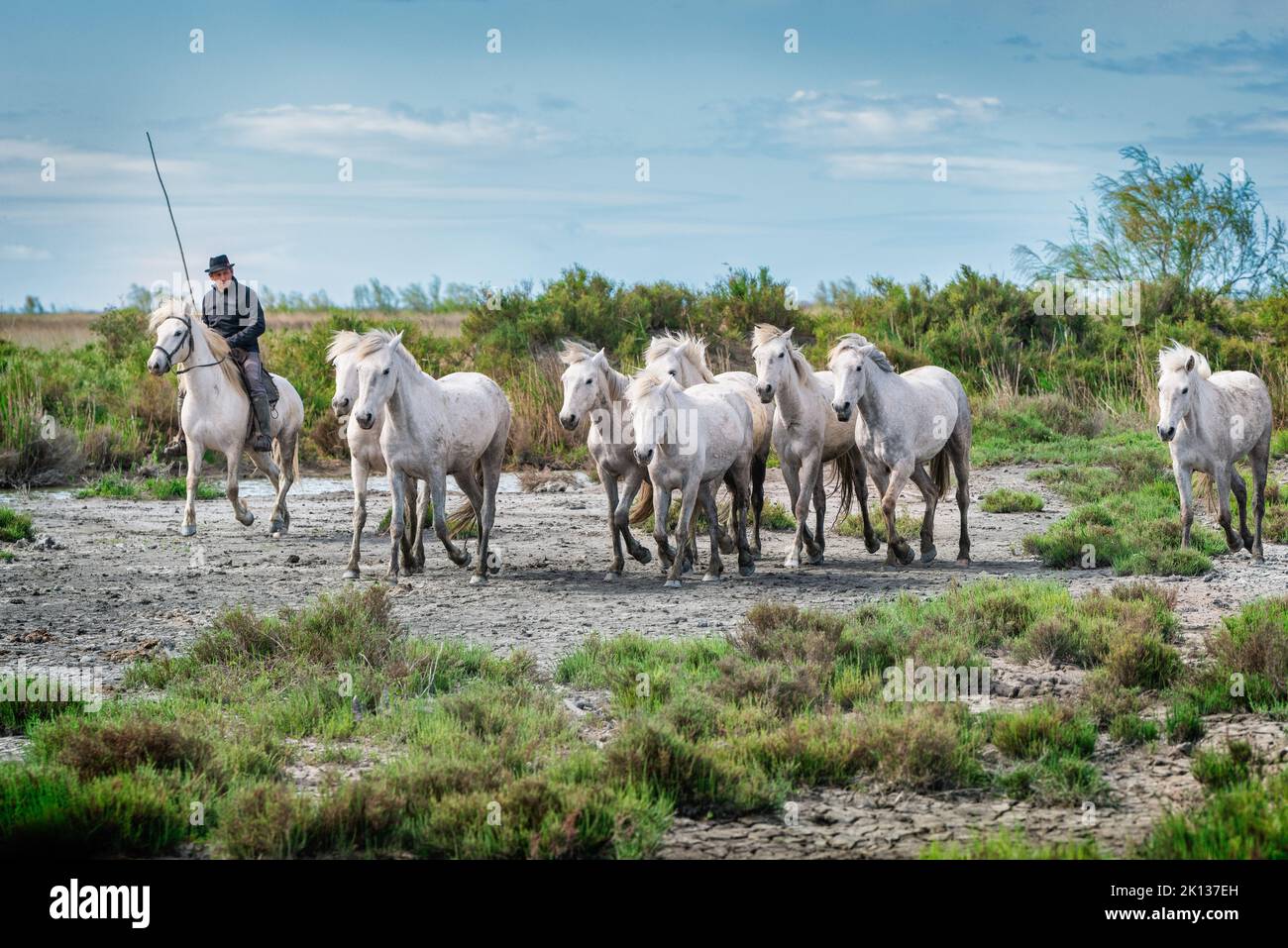 Camargue, France, April 27 2019 : White horses and two guardians are ...