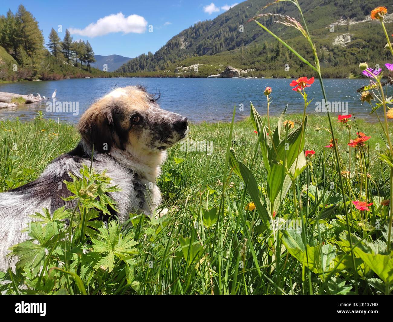 Red dog lake hi-res stock photography and images - Alamy