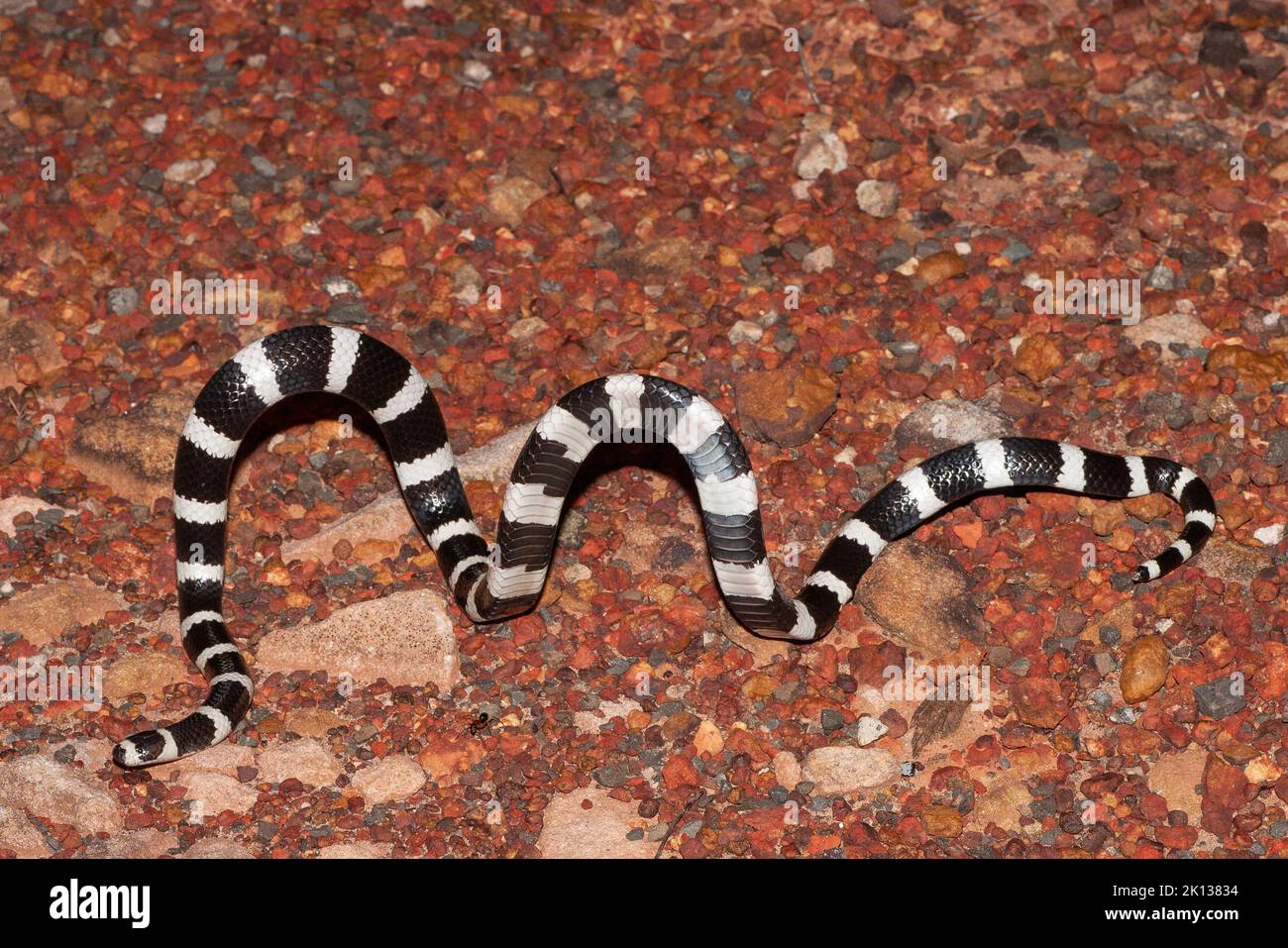Australian Bandy Bandy snake in defensive stance Stock Photo - Alamy