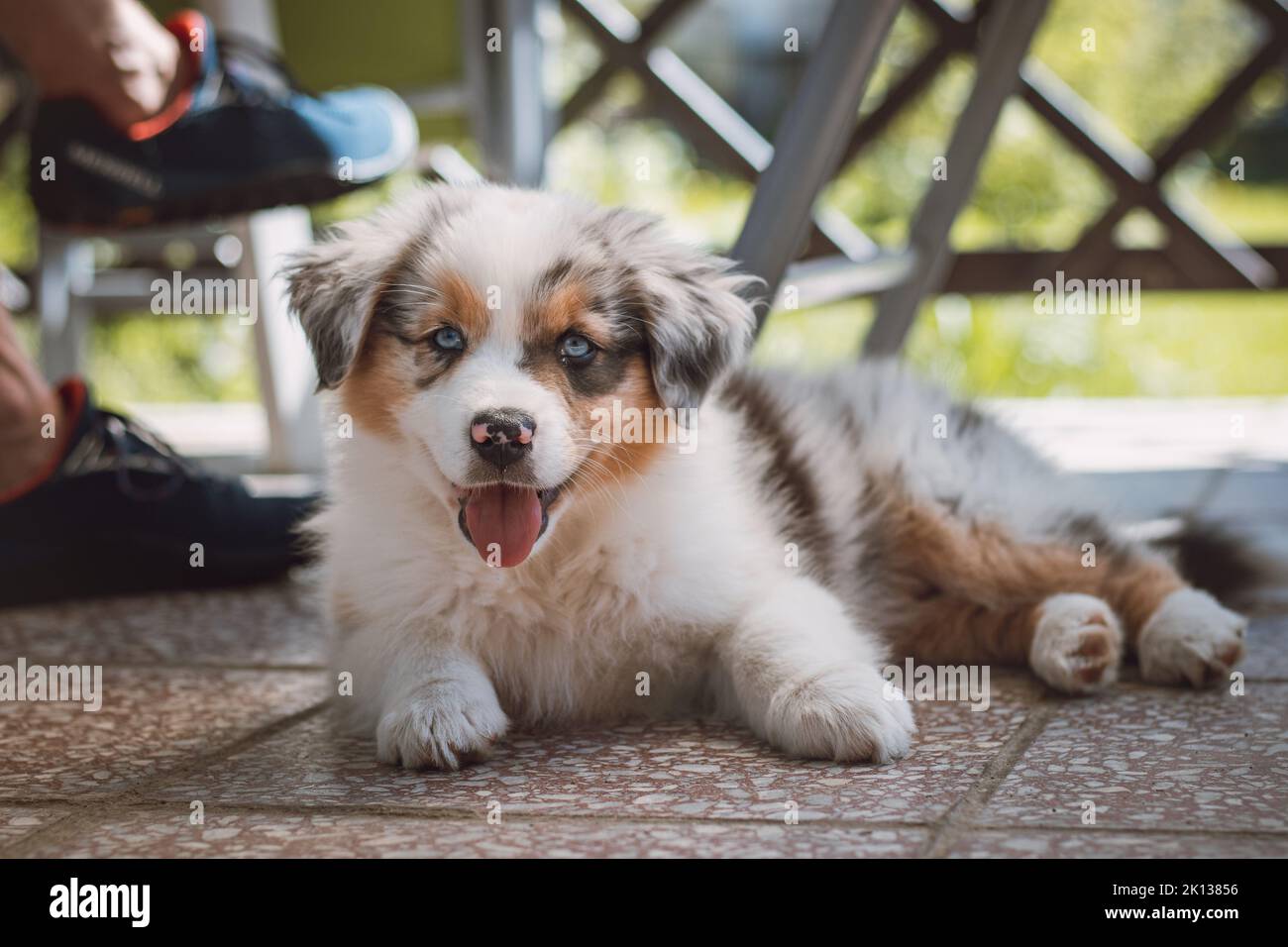 smiling Australian Shepherd dog lies on the ground and breathes ...