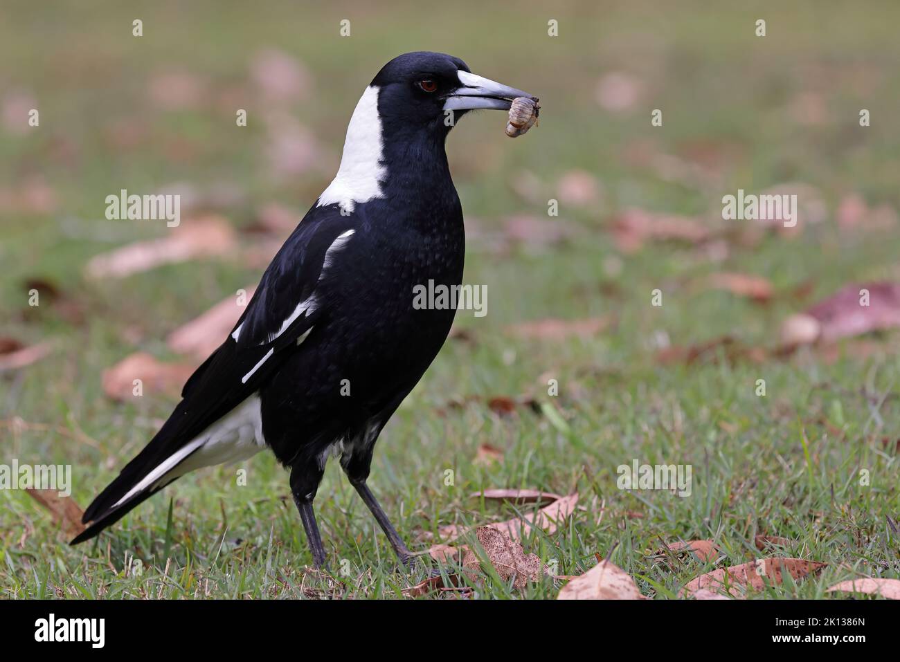 Australian magpie feeding hi-res stock photography and images - Alamy