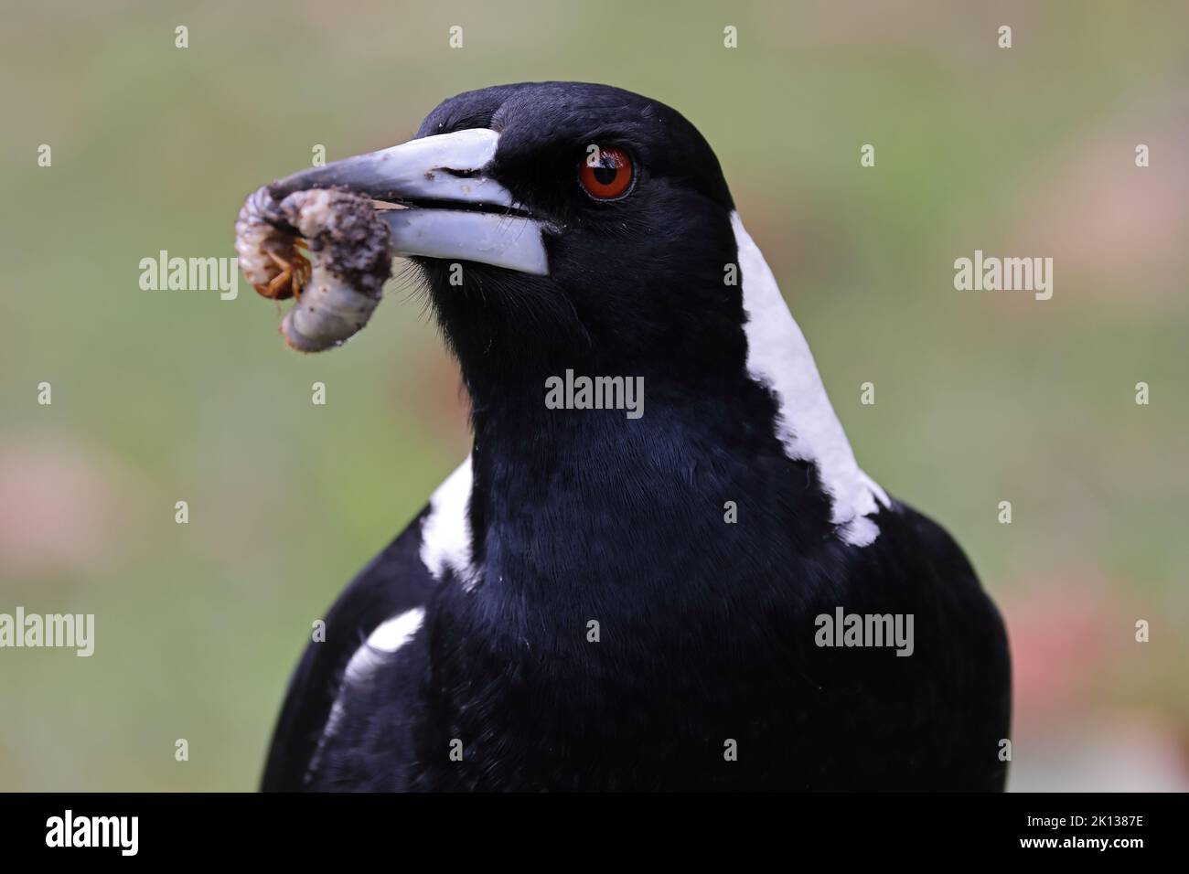 Australian magpie feeding hi-res stock photography and images - Alamy