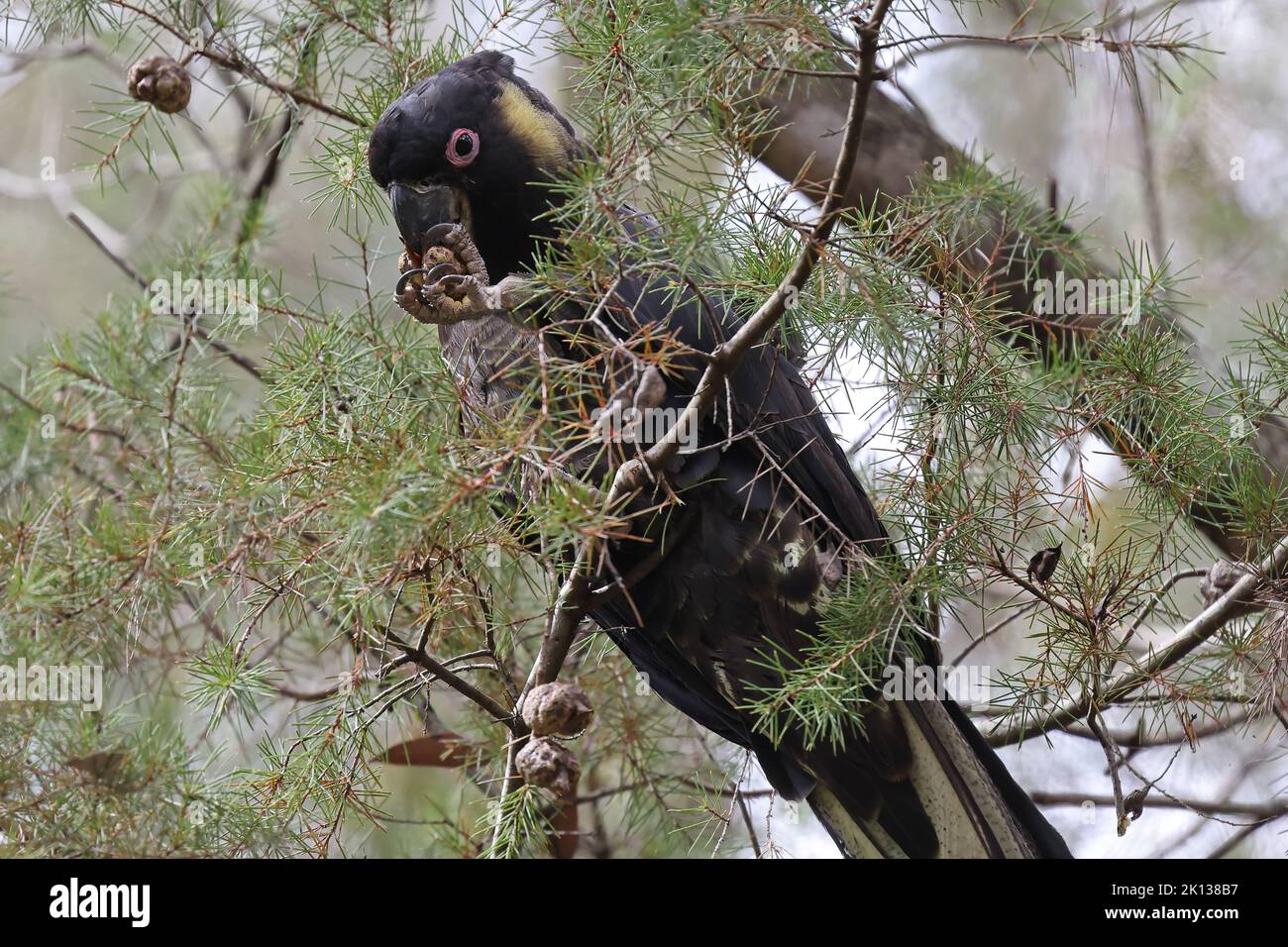 Yellow-tailed Black Cockatoo feeding on Hakea Tree seed pods Stock ...
