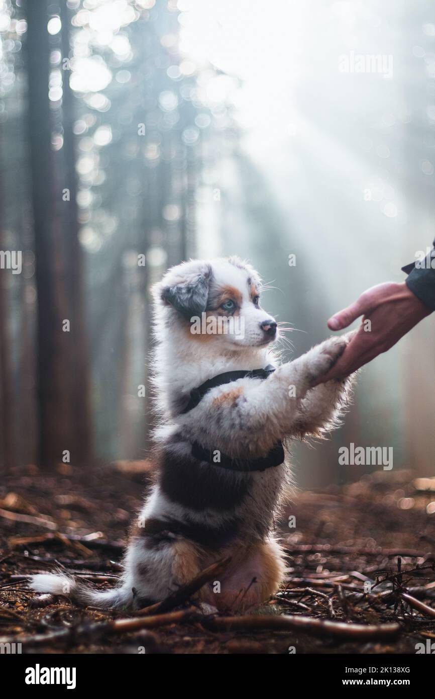Cute Blue merle, Australian Shepherd puppy is learning new commands ...