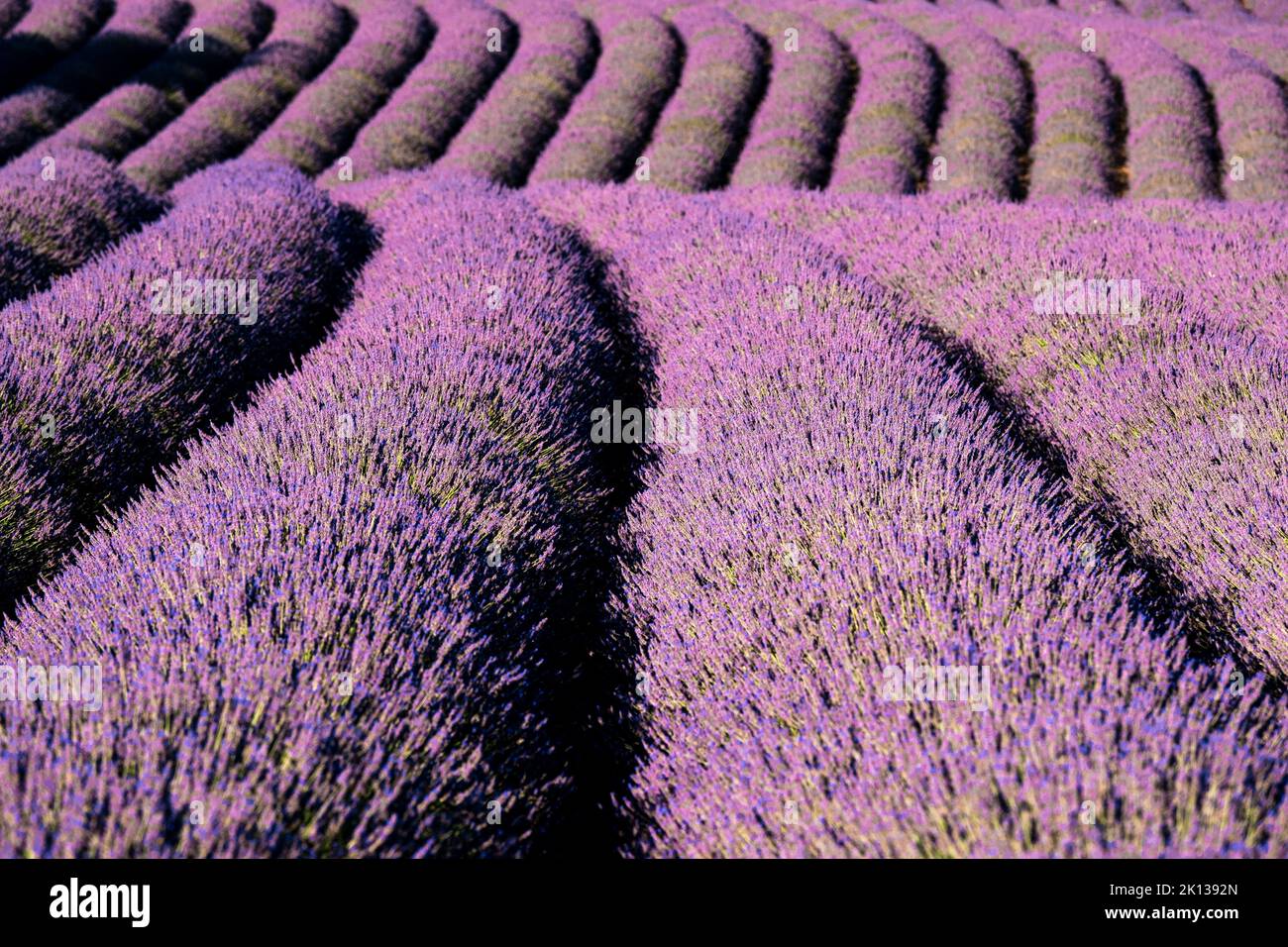 Lavender field lines, Plateau de Valensole, Provence, France, Europe ...