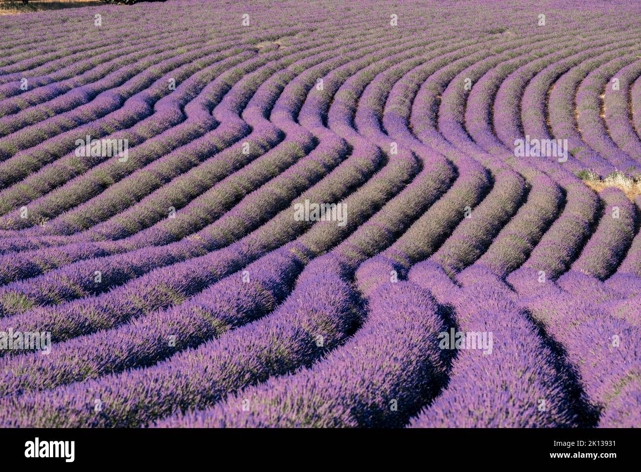 Sinuous lavender lines in a field, Plateau de Valensole, Provence ...