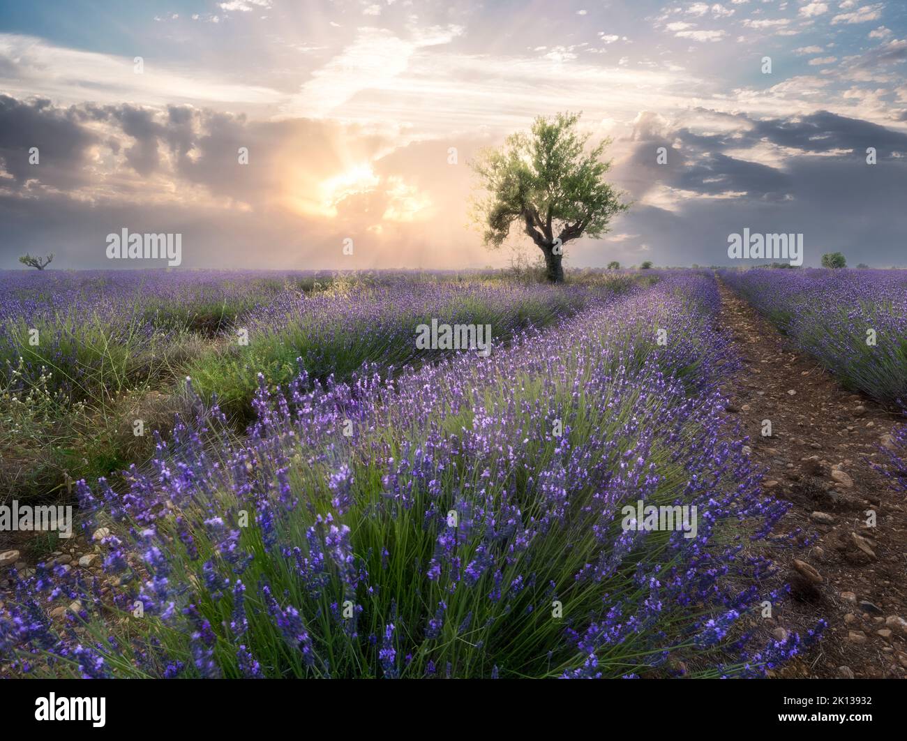 A small tree at the end of a lavender line in a field at sunset with ...