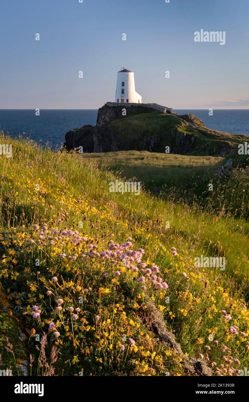Wildflowers of europe hi-res stock photography and images - Alamy