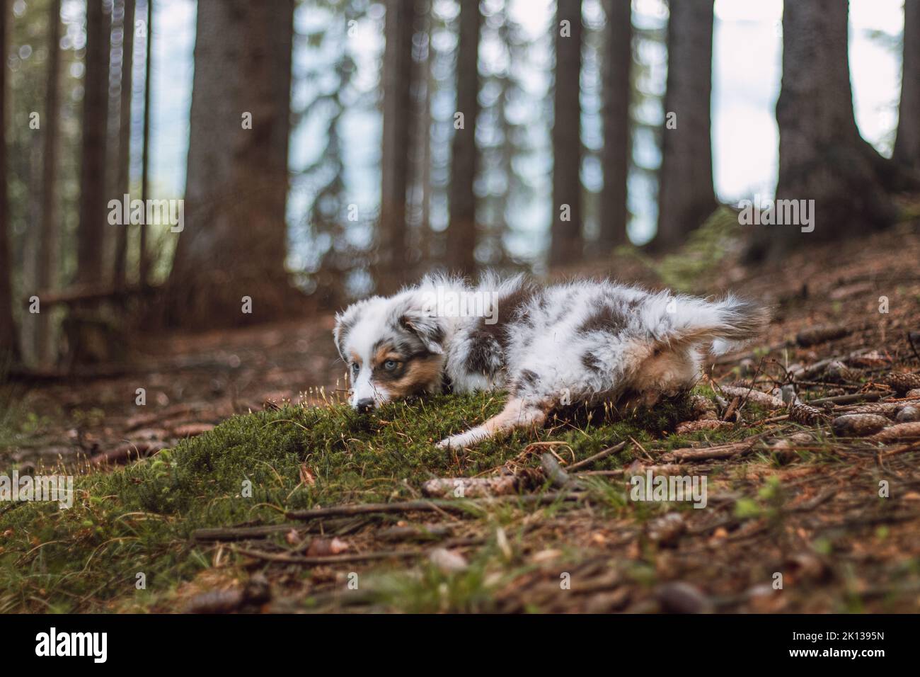 Australian Shepherd puppy is lying in the nice moss, happily adjusting ...