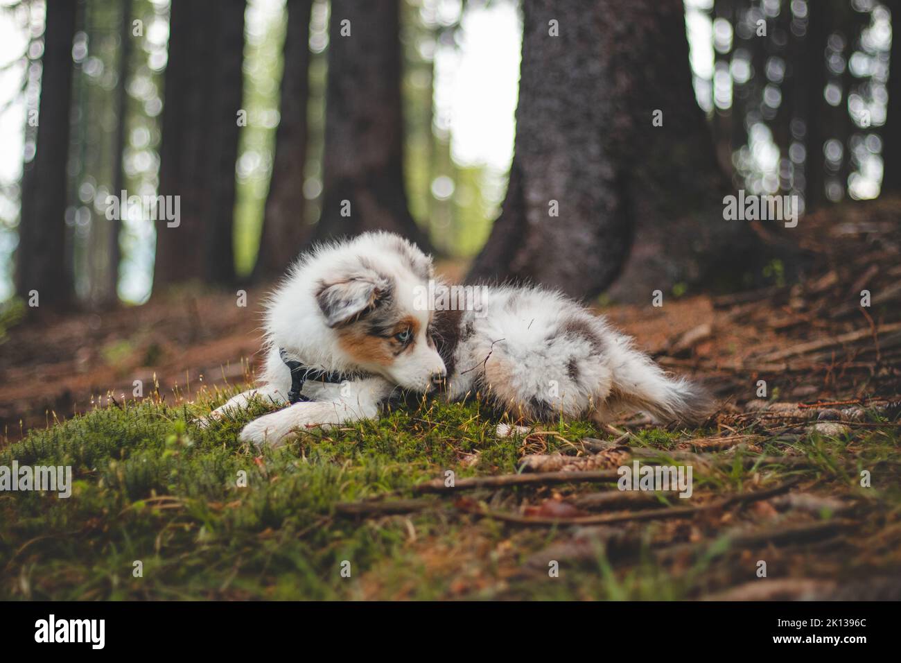 Australian Shepherd puppy is lying in the nice moss, happily adjusting ...