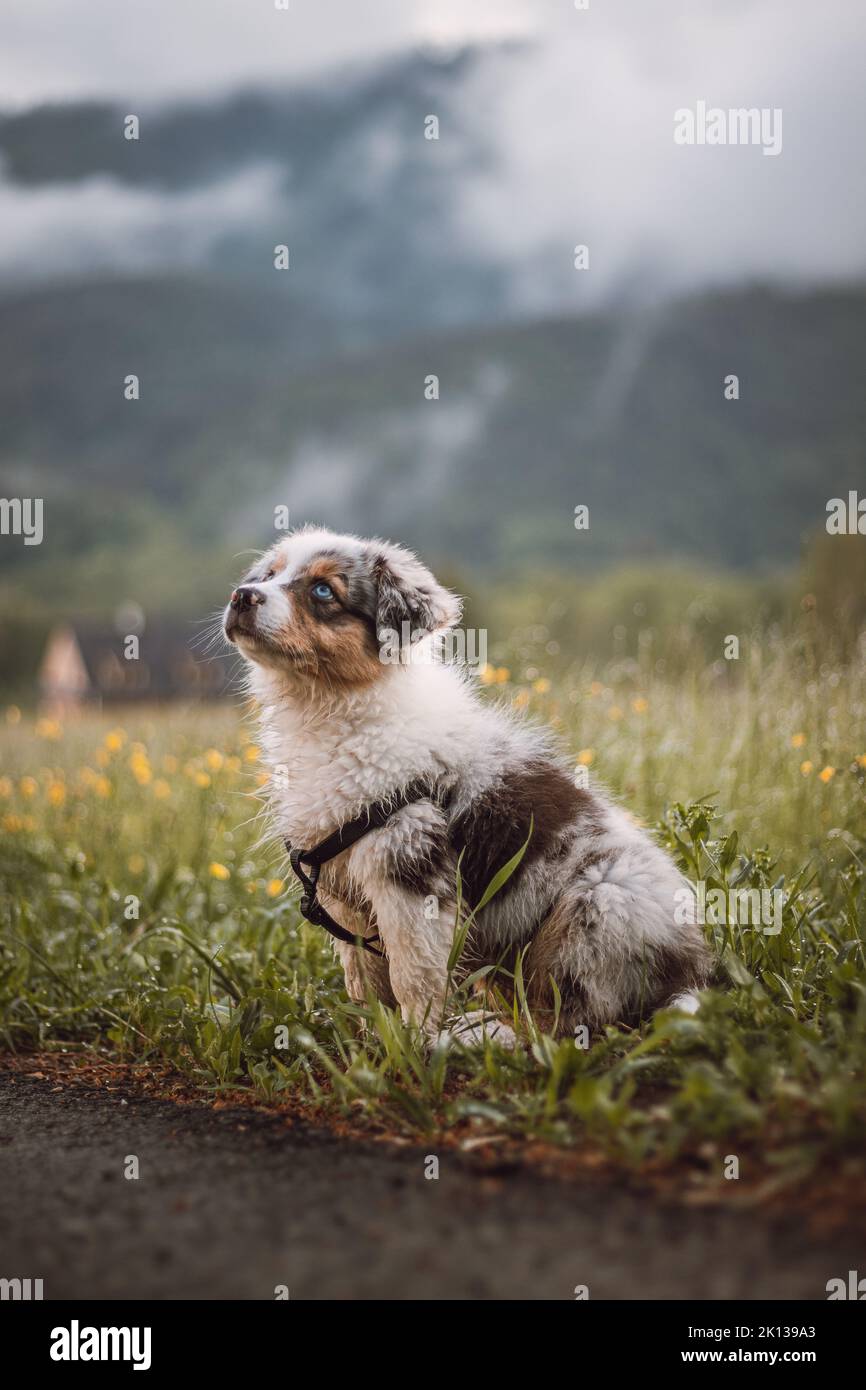 Australian Shepherd puppy sits on the side of the road, waiting ...