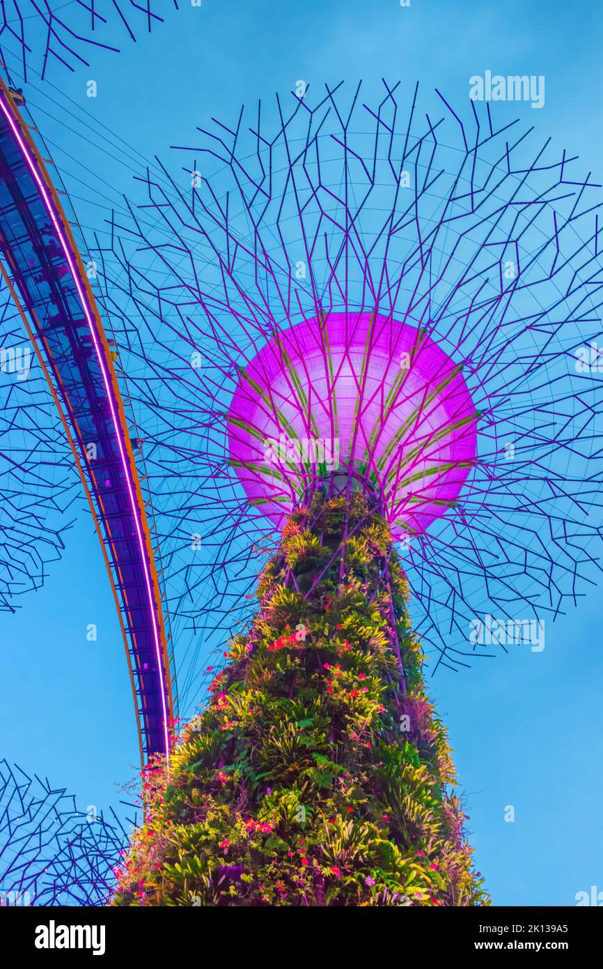 Looking up at a Supertree and the elevated OCBC Skyway at dusk ...