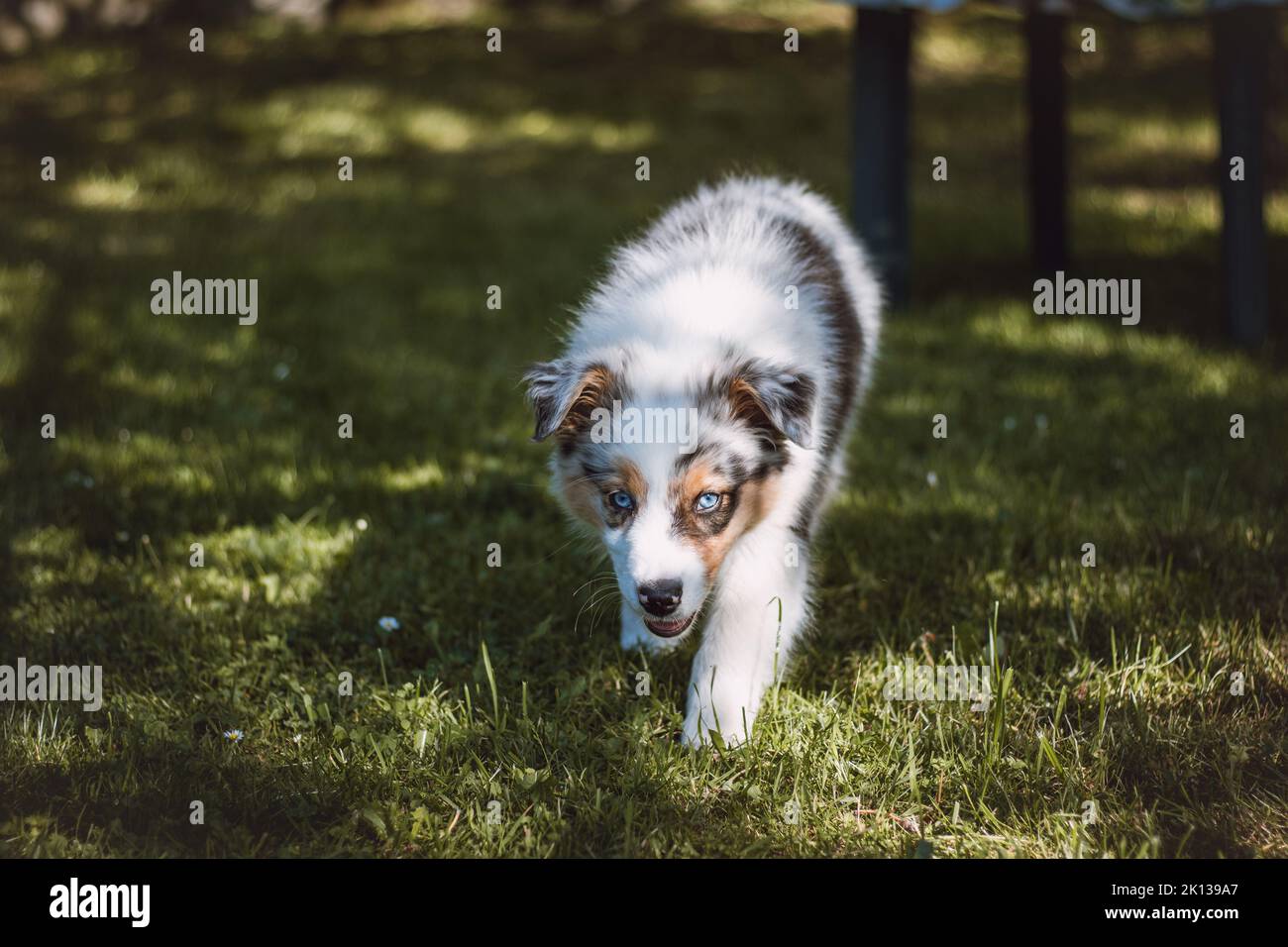 Australian Shepherd puppy runs around the garden among the fruit trees ...