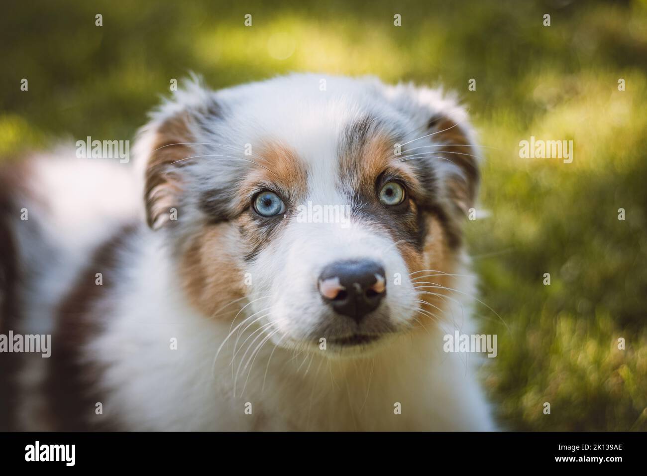 Mini Australian Shepherd Blue Eyes Puppy