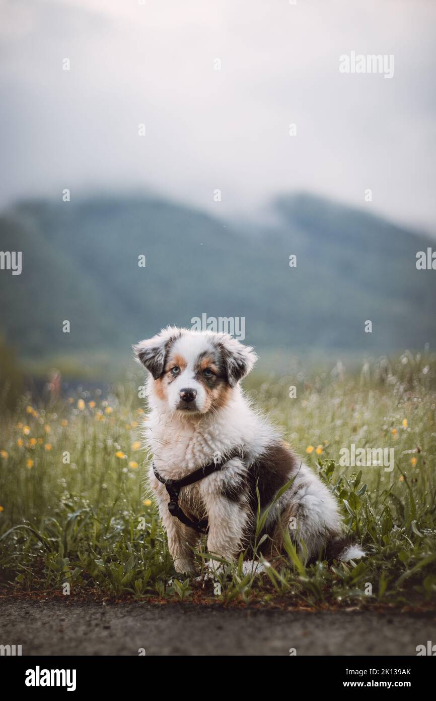 Australian Shepherd puppy sits on the side of the road, waiting ...