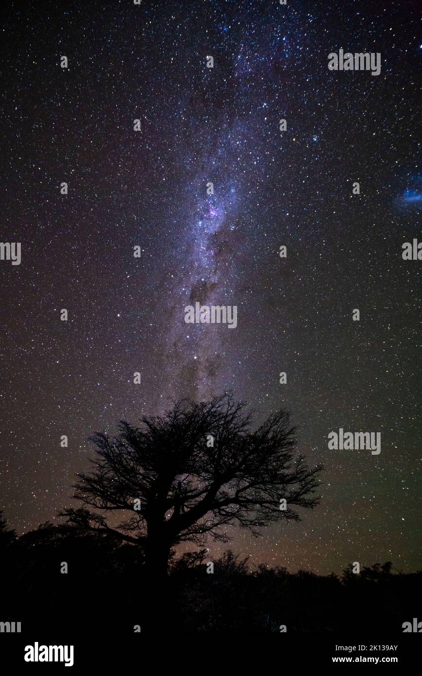 Milky way above tree, Los Glaciares National Park, UNESCO World ...