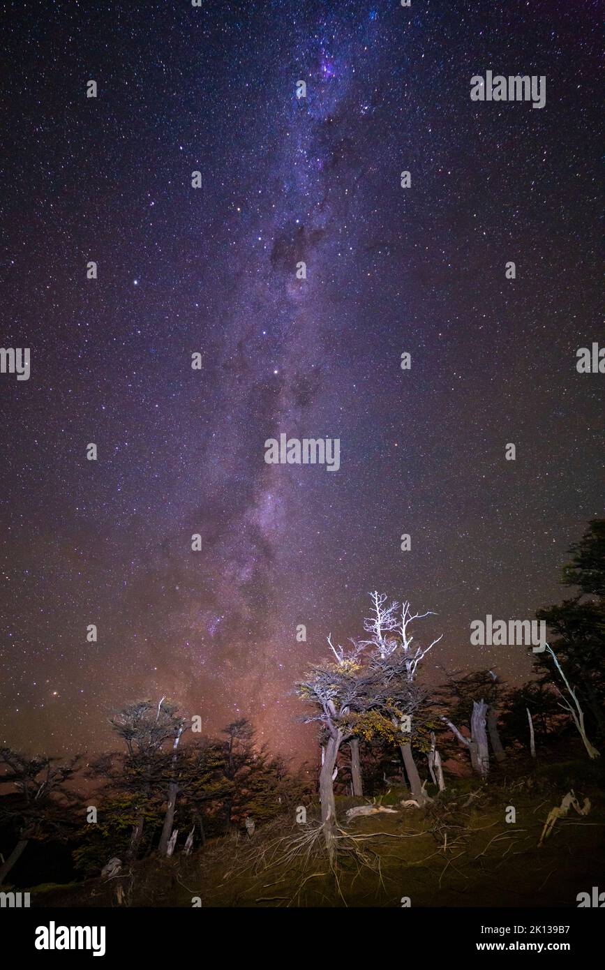 Milky Way above trees, Los Glaciares National Park, UNESCO World ...