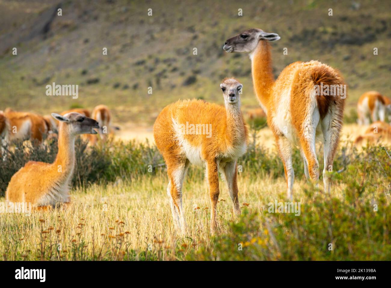 Baby guanaco (Lama guanicoe) with its herd, Torres del Paine National ...