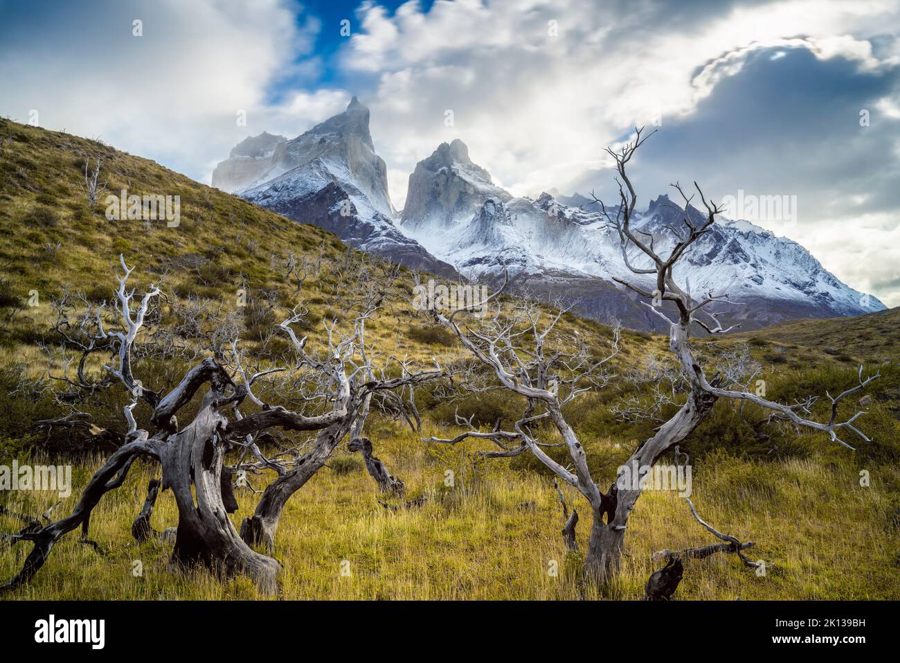 Barren trees with Los Cuernos mountain peaks in background, Torres del ...