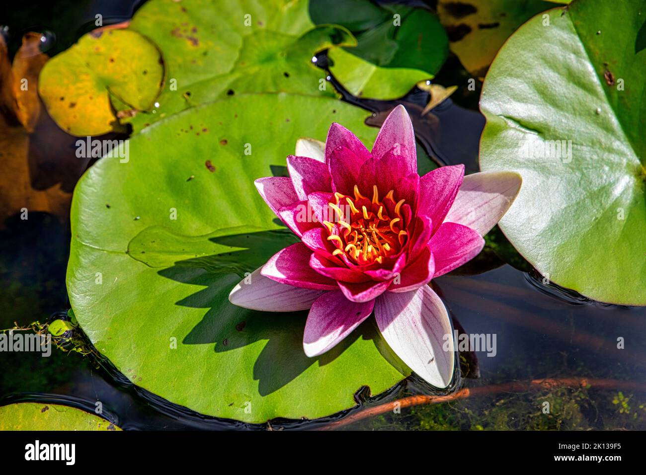 Water lily, Botanical Gardens of Villa Taranto, Verbania, Lake Maggiore ...