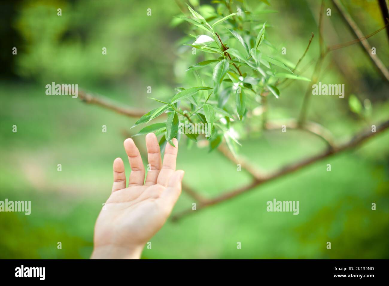 Japanese woman hand in a forest Stock Photo - Alamy