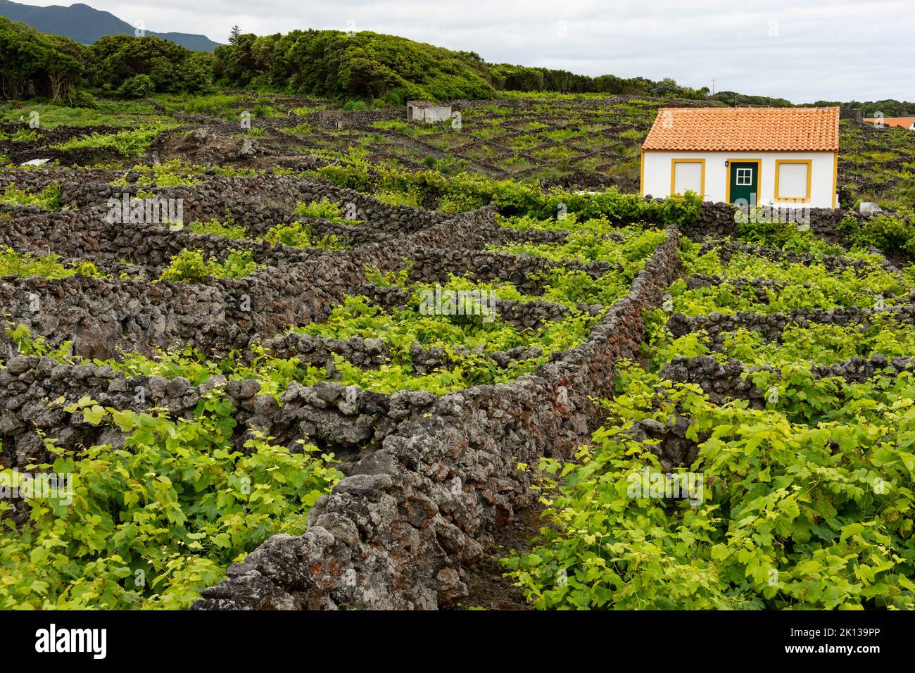 Stone walls around the vineyards at Biscoitos village, Terceira island ...