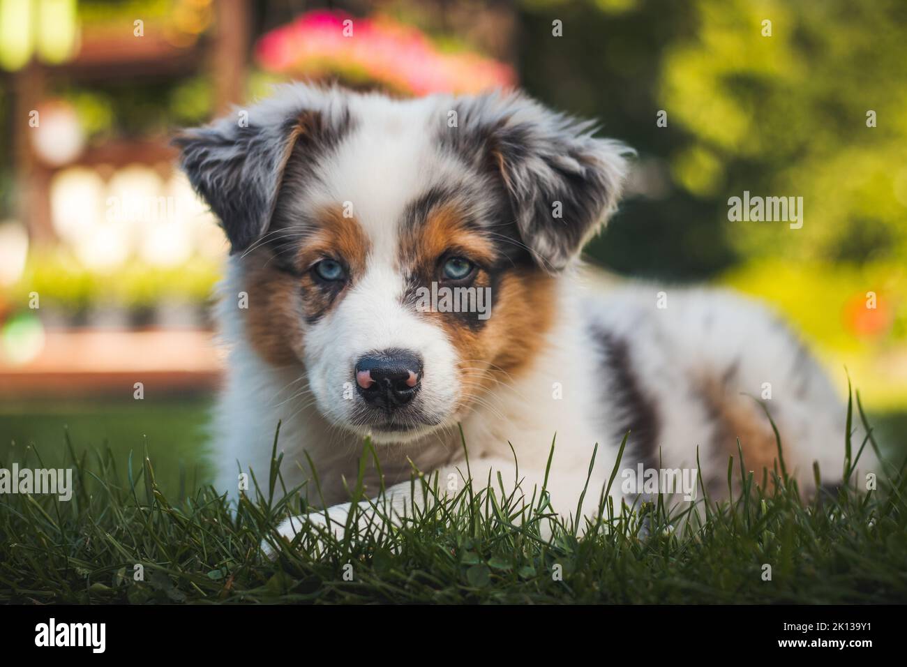 Australian Shepherd Red Merle Blue Eyes