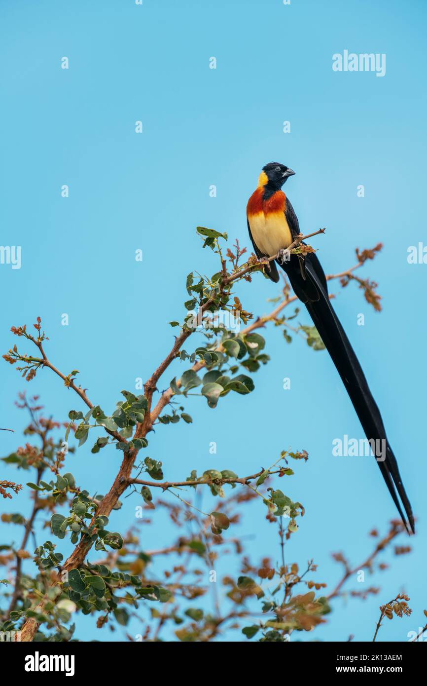 Long-tailed Paradise Whydah, Tanda Tula Reserve, Kruger National Park ...