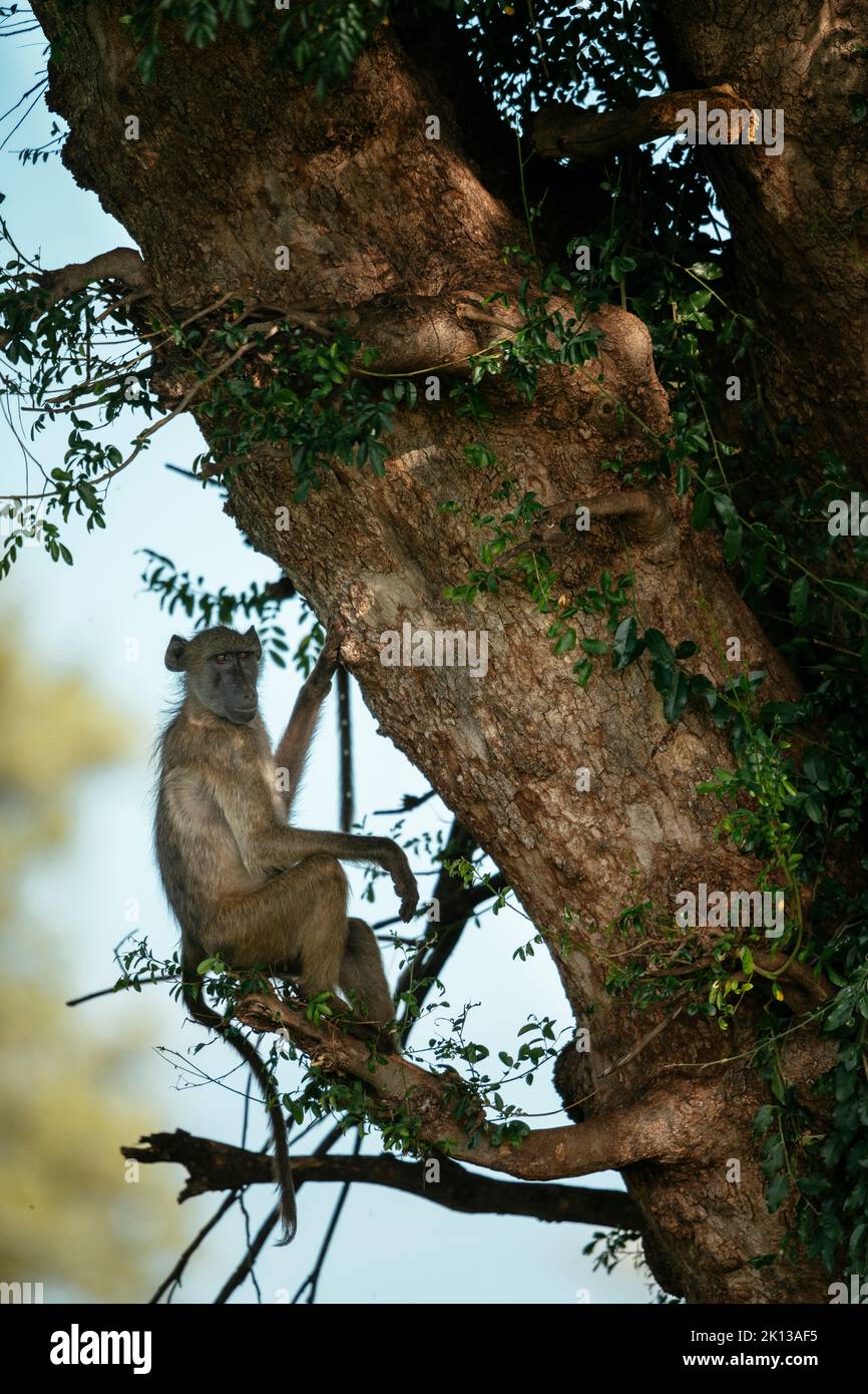 Baboon sitting in tree, Makuleke Contractual Park, Kruger National Park ...