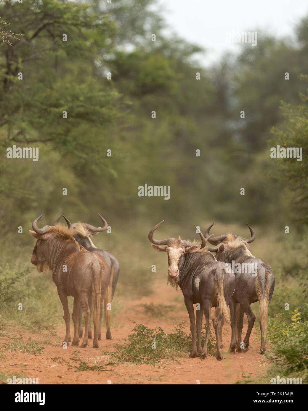 Blue Wildebeest, Marataba, Marakele National Park, South Africa, Africa ...