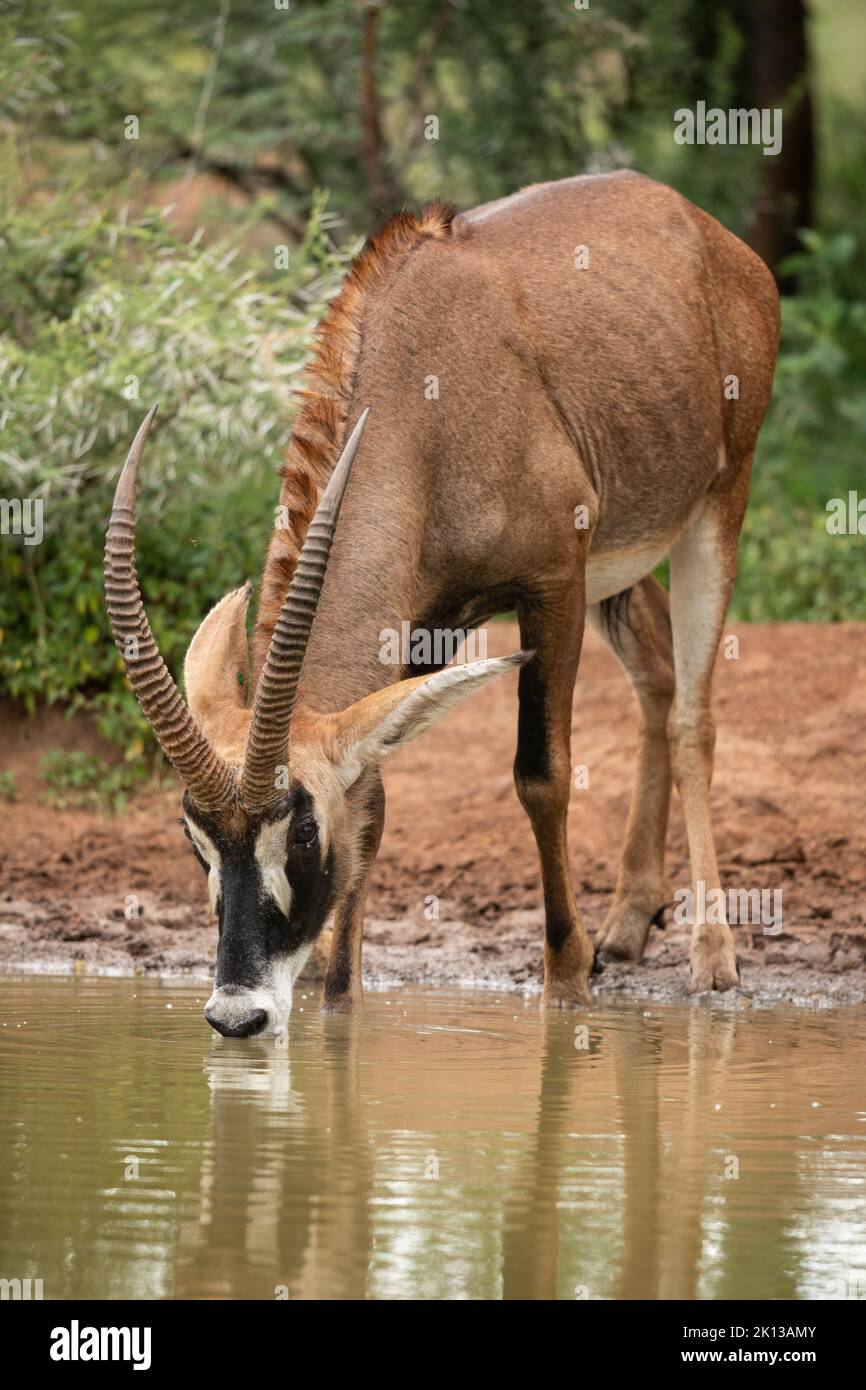 Antelope drinking hi-res stock photography and images - Alamy