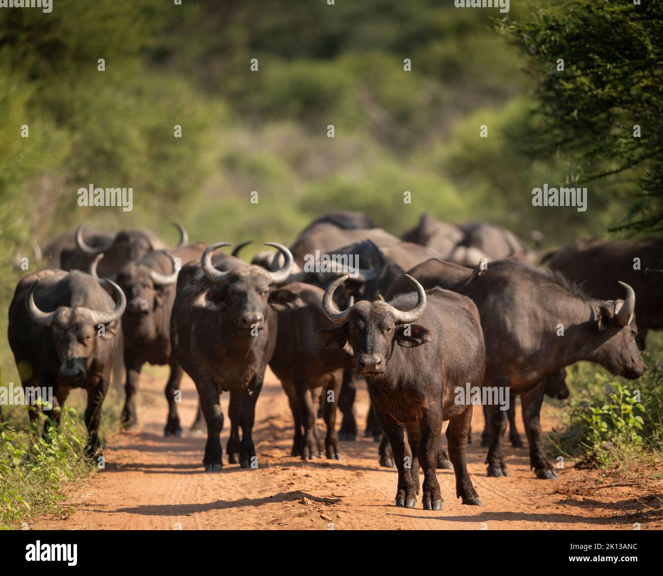 Cape Buffalos, Marataba, Marakele National Park, South Africa, Africa ...